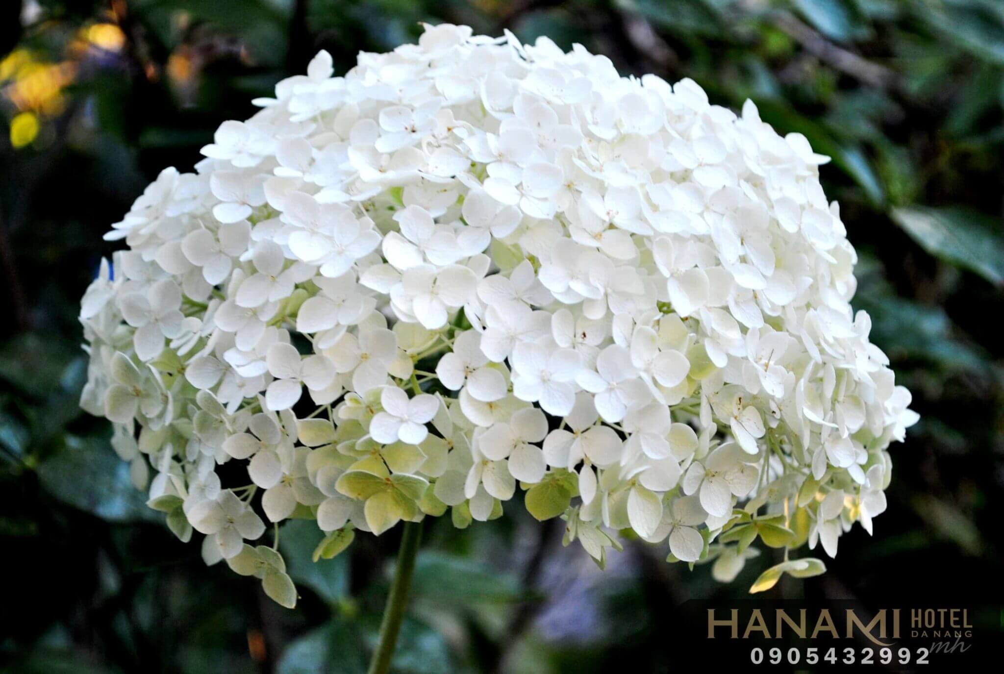 Ý Nghĩa Hoa Cẩm Tú Cầu Theo Màu Cực Hay Mà Bạn Nên Biết - HanamiHotel.Com