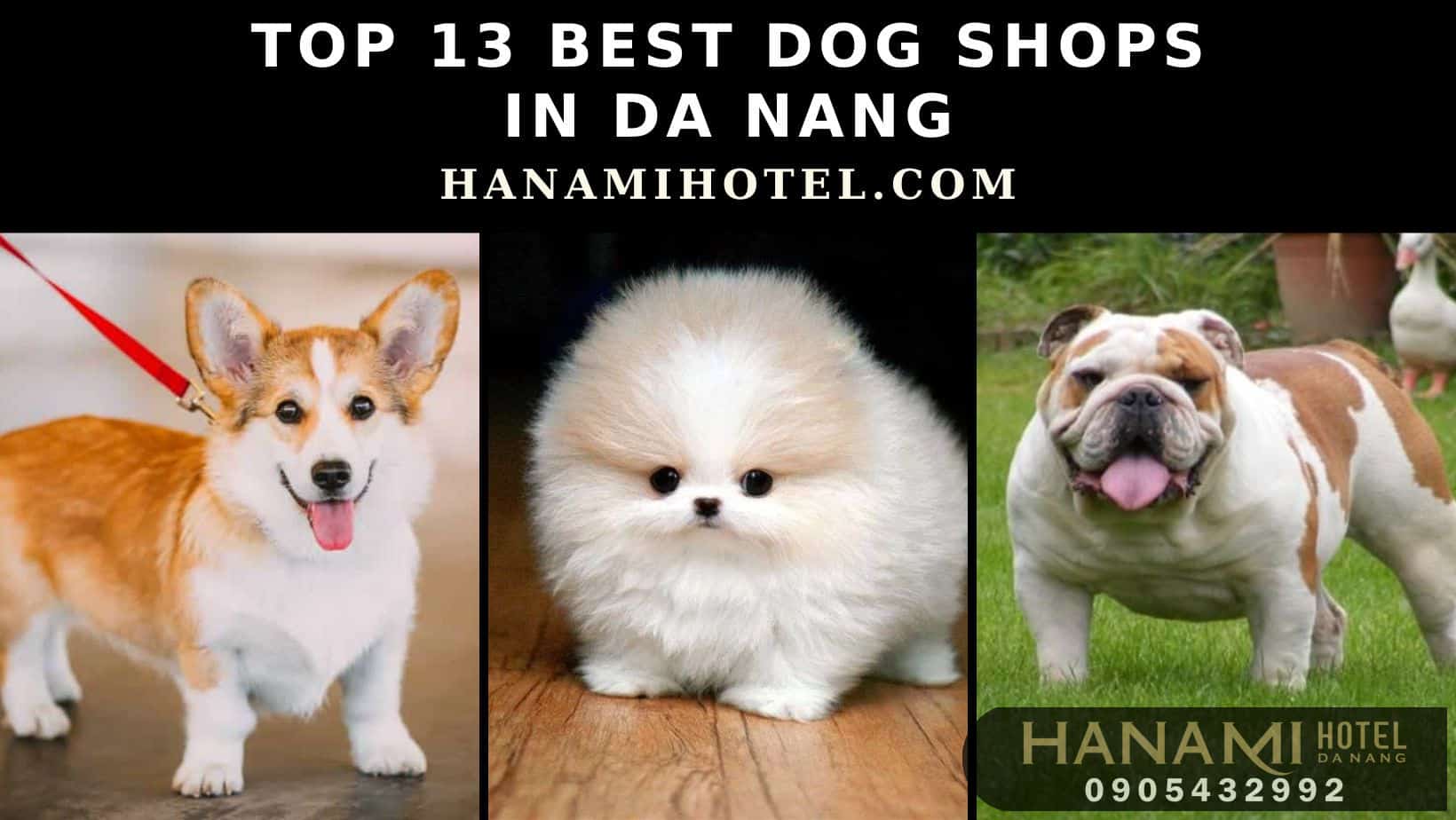 Top 13 Best Dog Shops In Da Nang - Reviewed By Hanami
