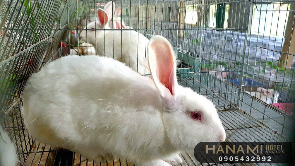 Top 7 Best Places To Buy Rabbits In Da Nang - HanamiHotel.Com