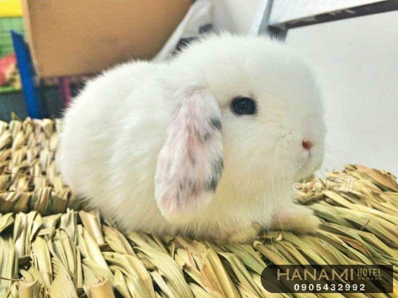 Top 7 Best Places To Buy Rabbits In Da Nang - HanamiHotel.Com